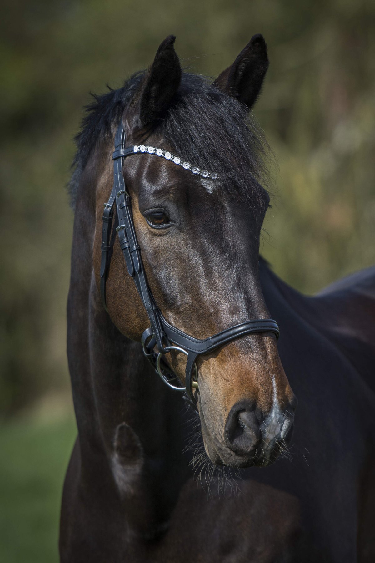 Margurit trense fra ByWeber "Gabrielle" - Trenser- Tøjler - Tilbehør - skovtursrytteren.dk